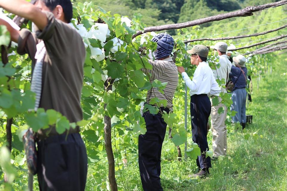 栃木・足利の日本ワイン醸造所【ココ・ファーム・ワイナリー】にインタビュー！特徴から人気のワインまで｜*and trip. たびびと